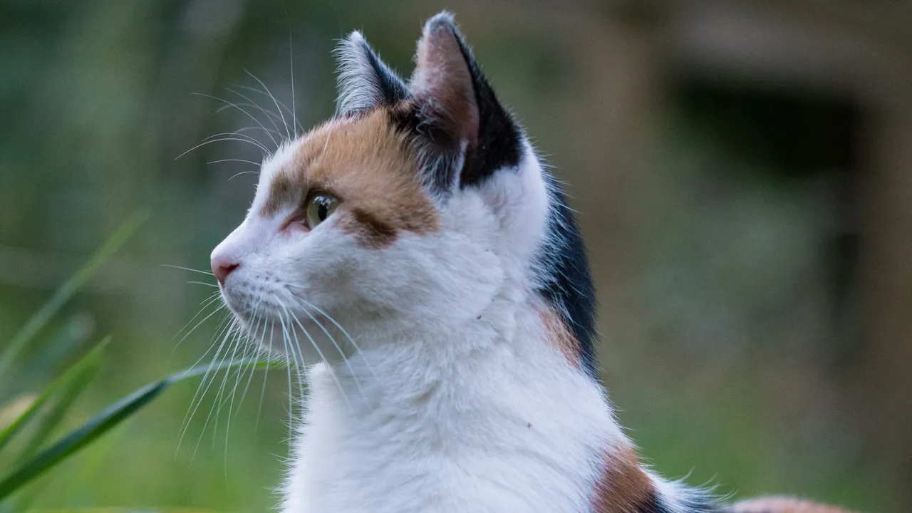 Meow Keyboard Cat Keyboard - Mod your browser | GX Store