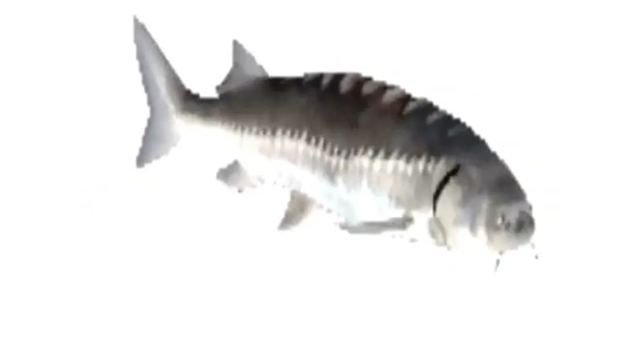 funkytown - Mod your browser | GX Store