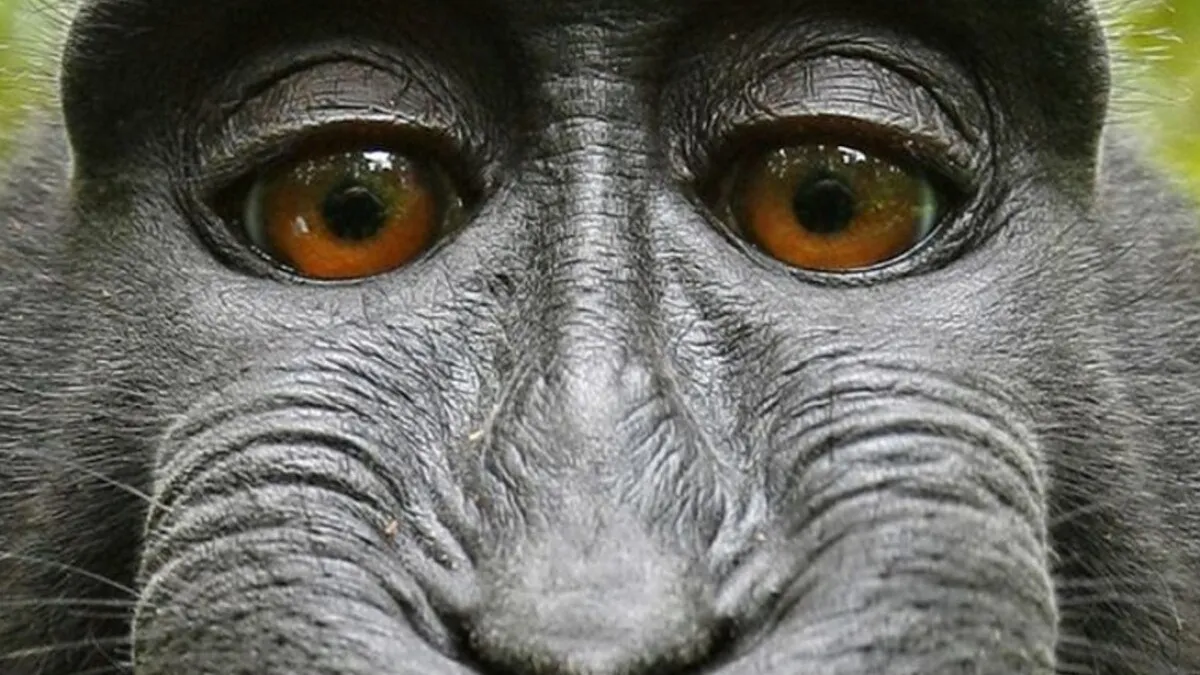 Animail Sounds - Mod your browser | GX Store