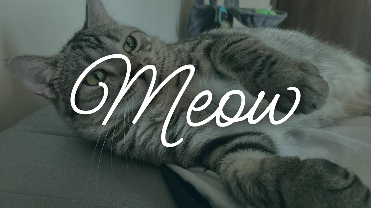 Meow - Mod your browser | GX Store