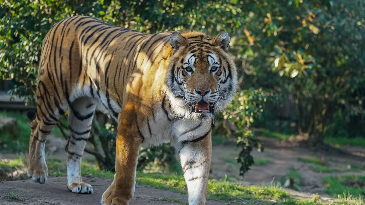 Tiger mod - Mod your browser | GX Store