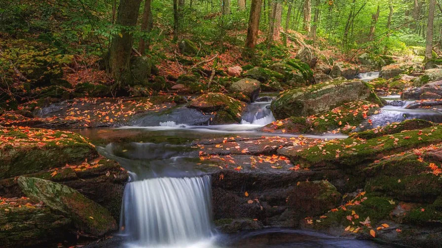 Cedar Tree - Mod your browser | GX Store