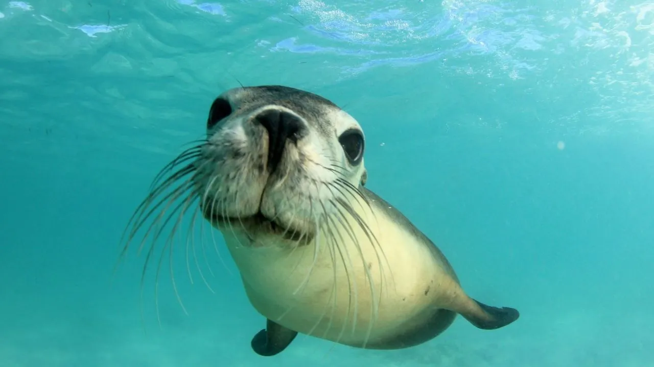 Silly Seals - Mod your browser | GX.store