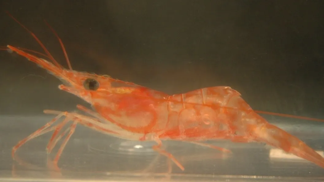 YIPE - Mod your browser | GX.store