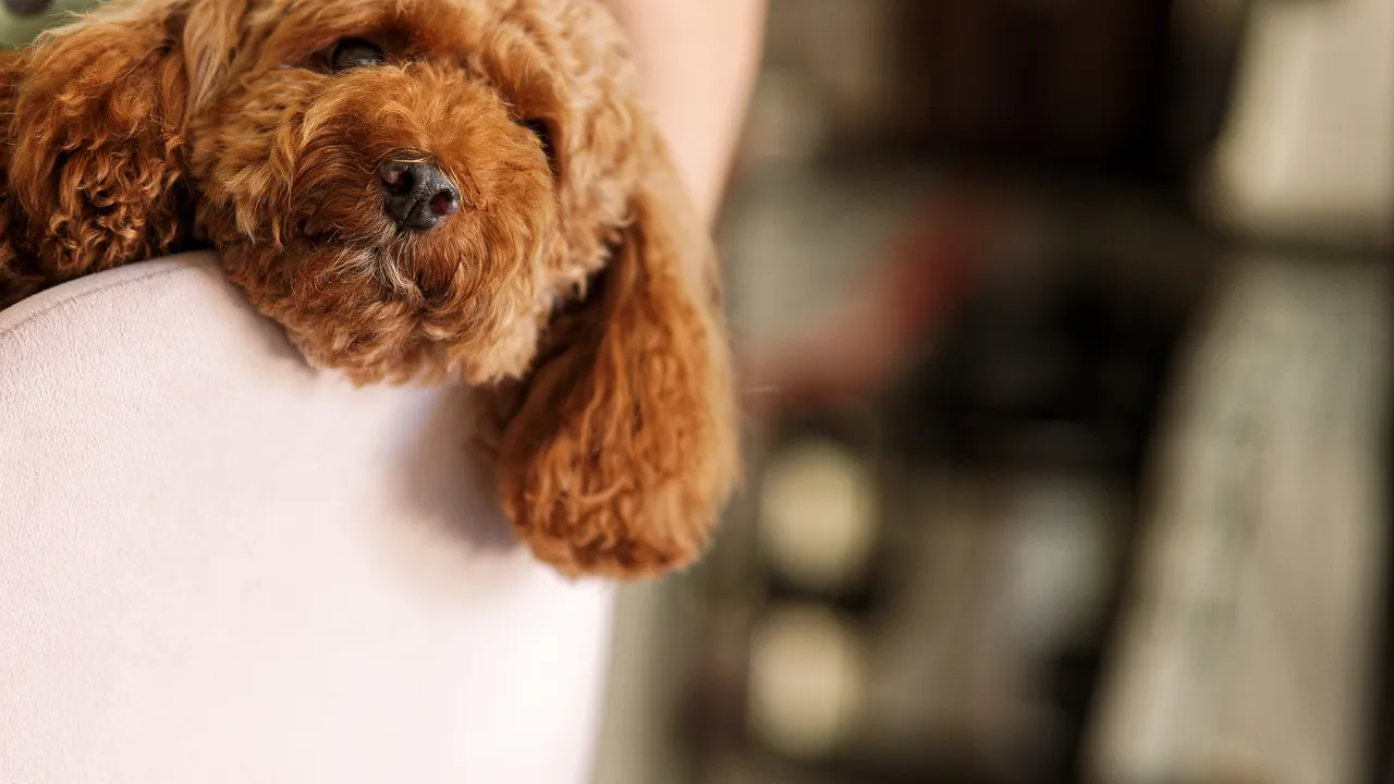 Dog Crazy - Mod your browser | GX Store