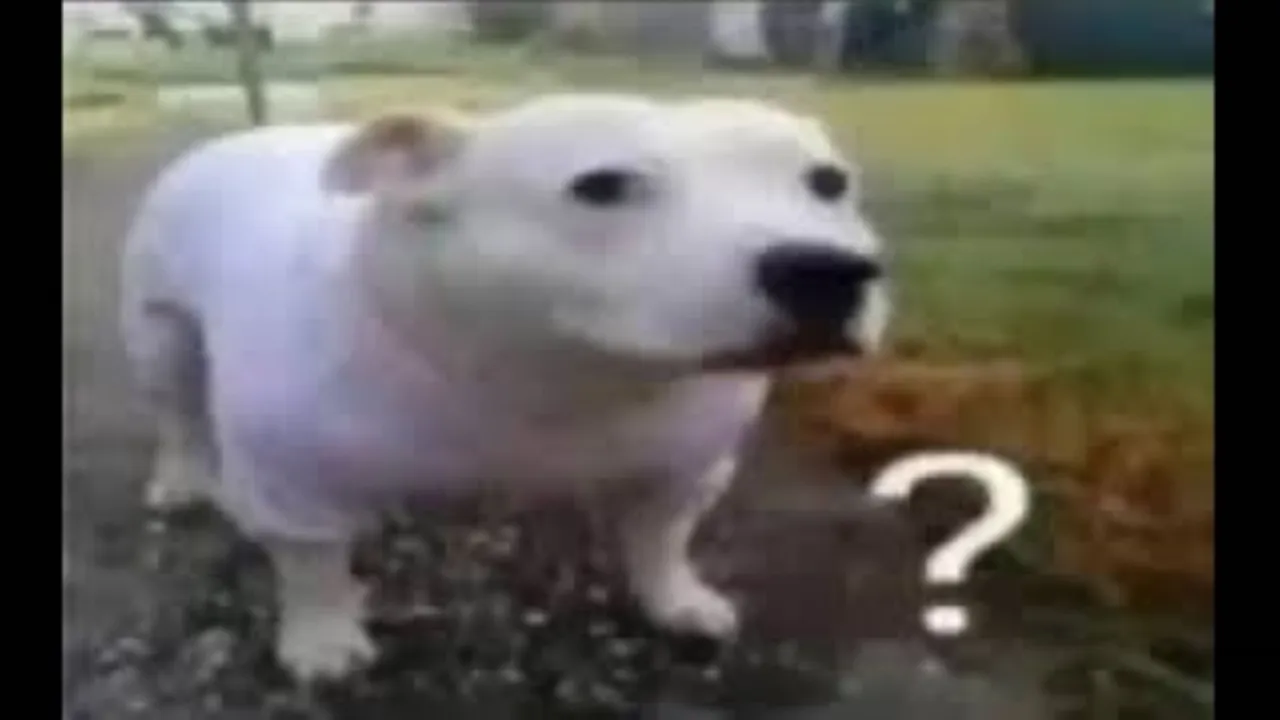 HUH DOG - Mod your browser | GX.store